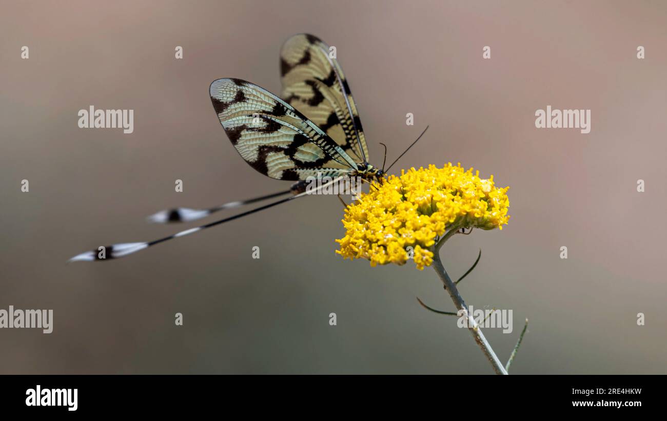 Isolated close up macro beautiful and detailed images of a butterfly in ...