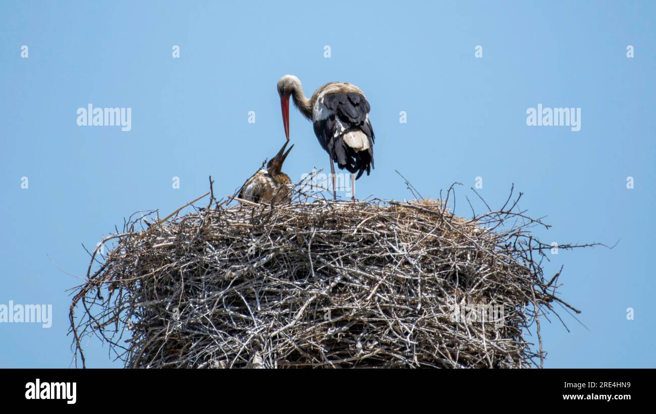Isolated close up of nesting stork birds in the stork village- Armenia ...