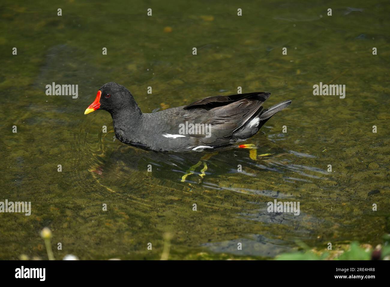 Nice moorhen hi-res stock photography and images - Alamy