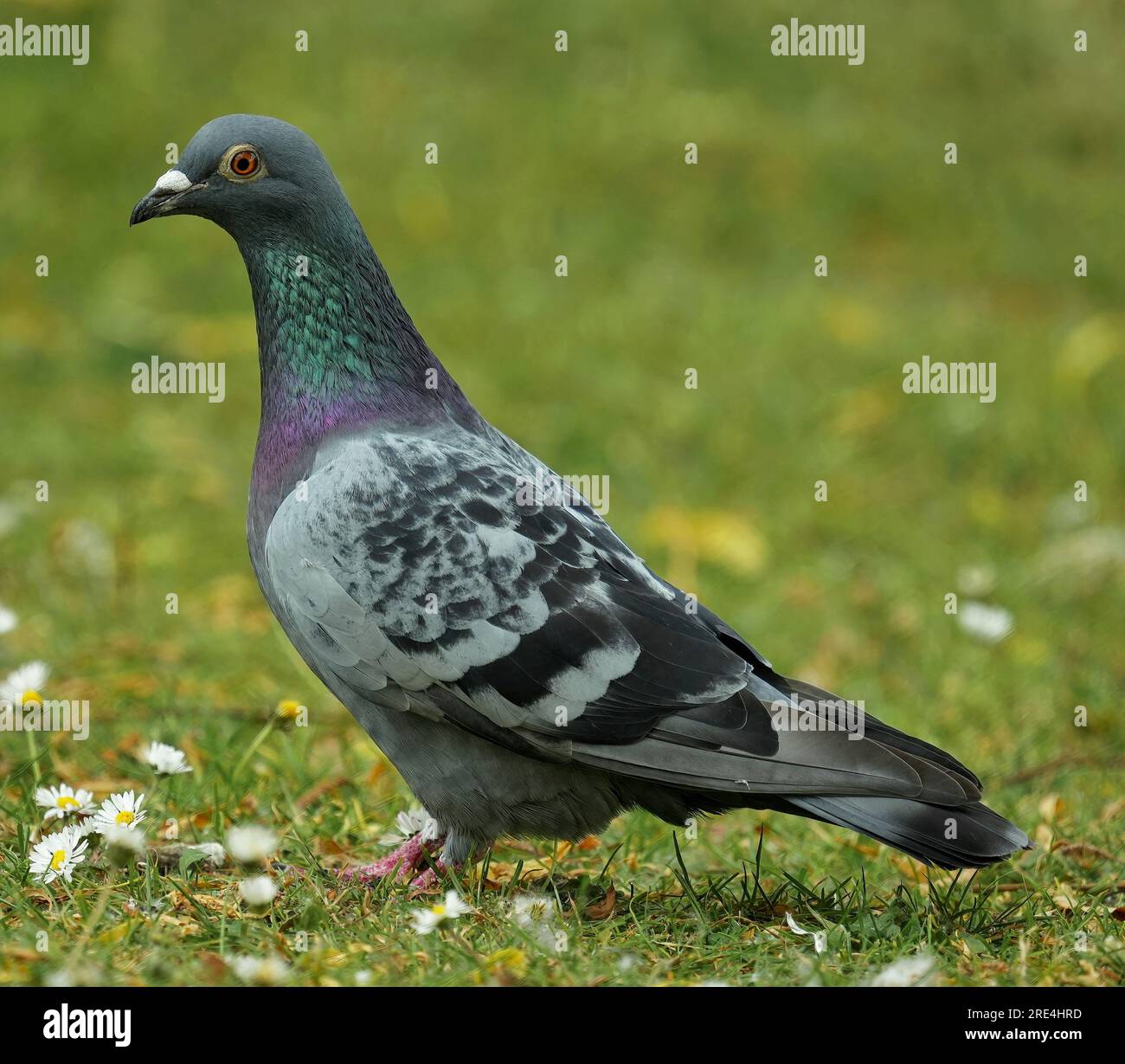Dove pixel hi-res stock photography and images - Alamy