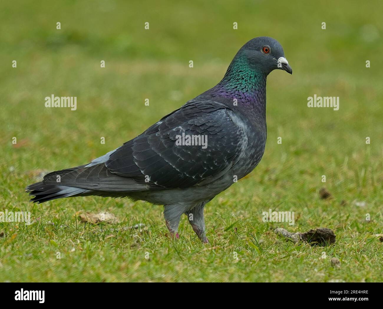 Dove pixel hi-res stock photography and images - Alamy