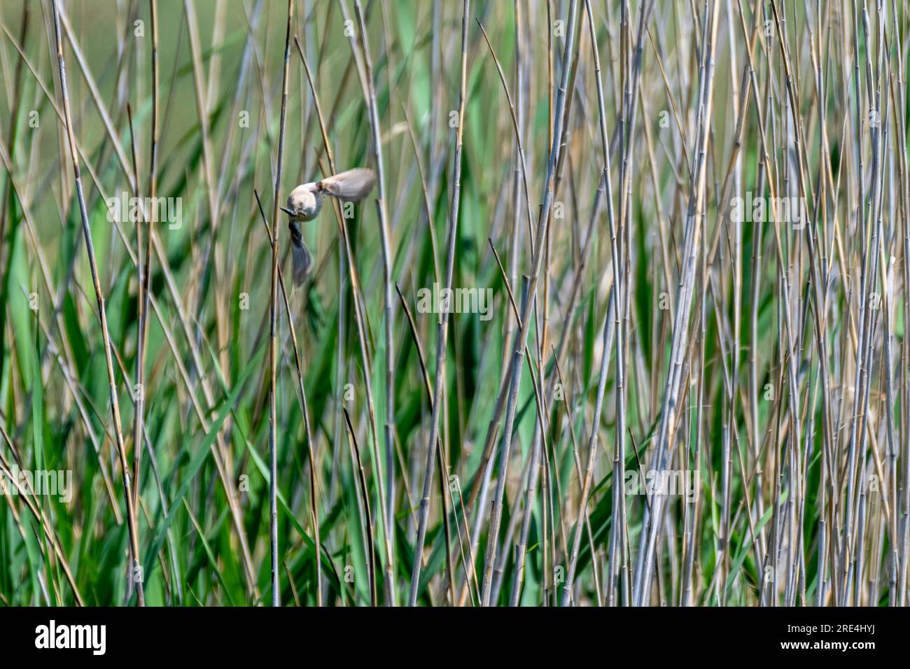 Isolated close up of the rare, small and beautiful Bearded reedling ...