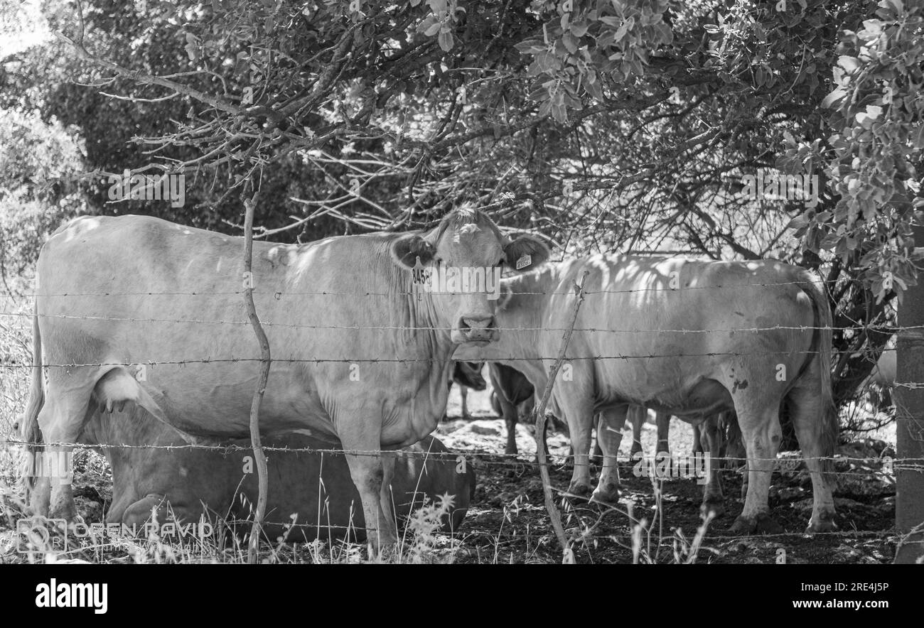 Pastoral ranch Black and White Stock Photos & Images - Alamy