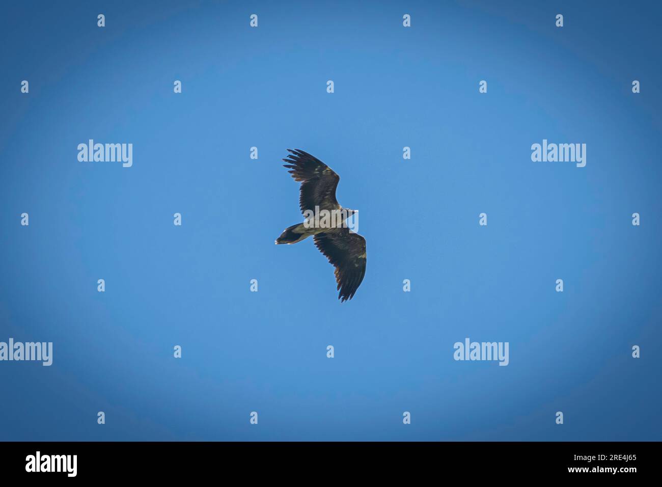 a single adult Bearded vulture bird flying in the distance, open wild ...