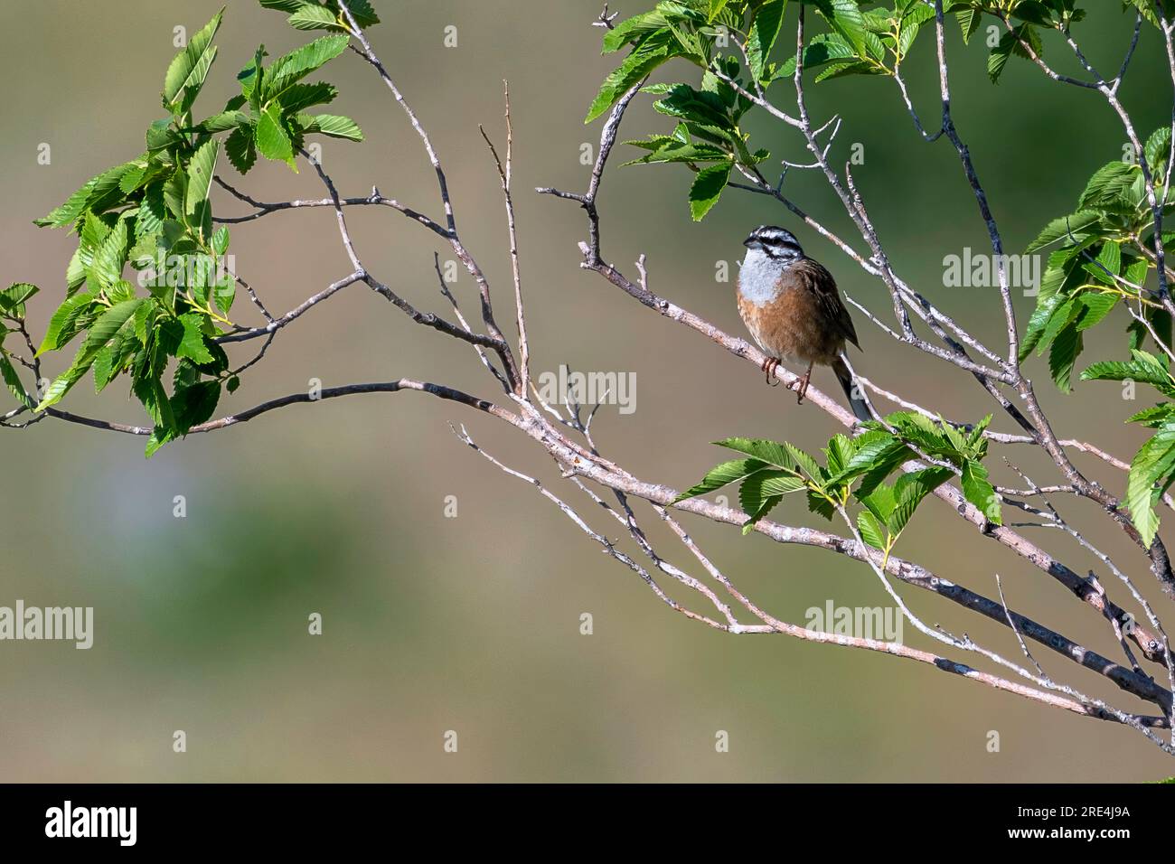 Beautiful isolated portrait of a single Rock bunting bird in the wild ...