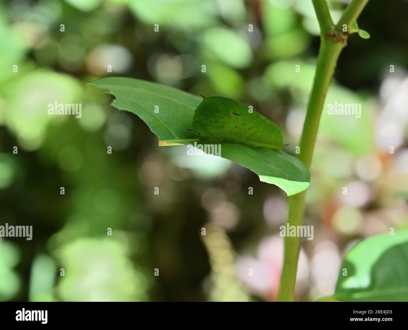 Closeup head view of a Green Spotted Triangle caterpillar (Graphium ...