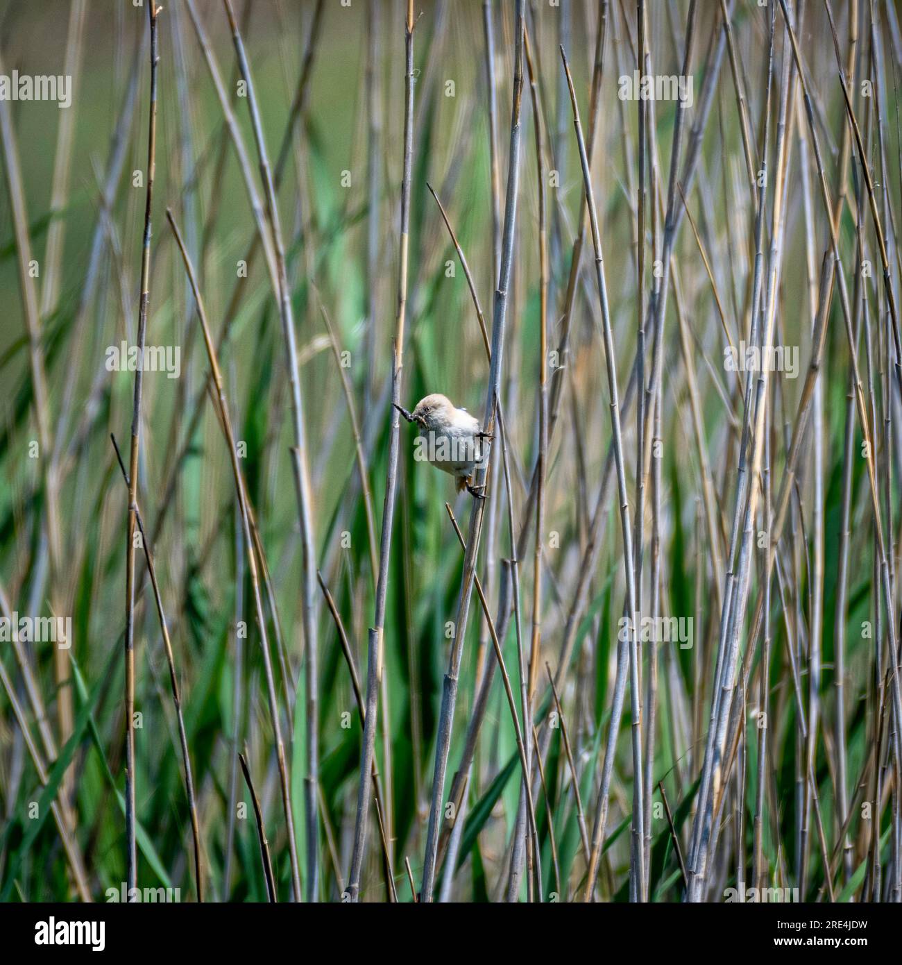 Isolated close up of the rare, small and beautiful Bearded reedling ...