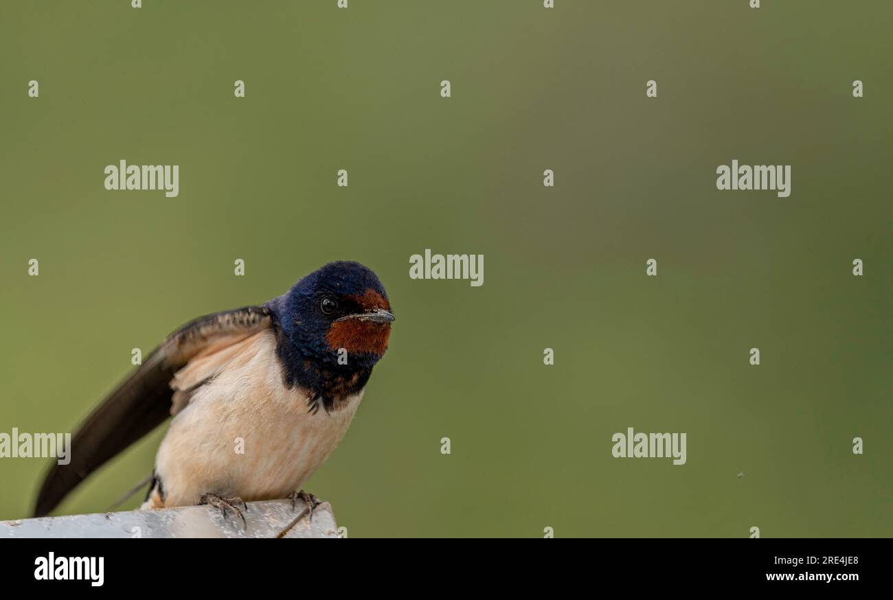 Isolated close up of a beautiful mature single barn swallow bird ...
