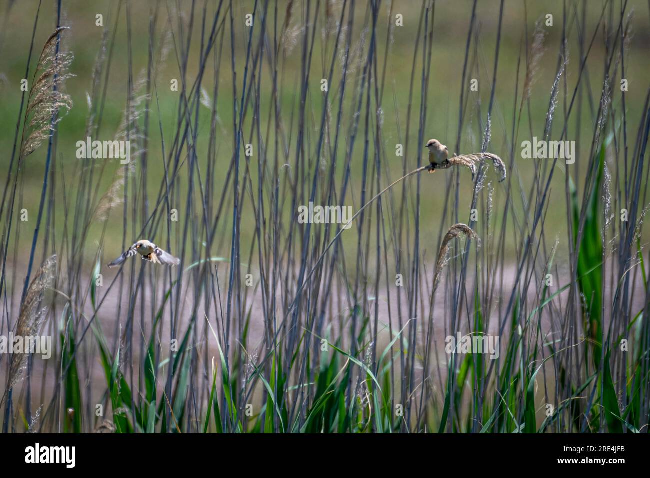 Isolated close up of the rare, small and beautiful Bearded reedling ...