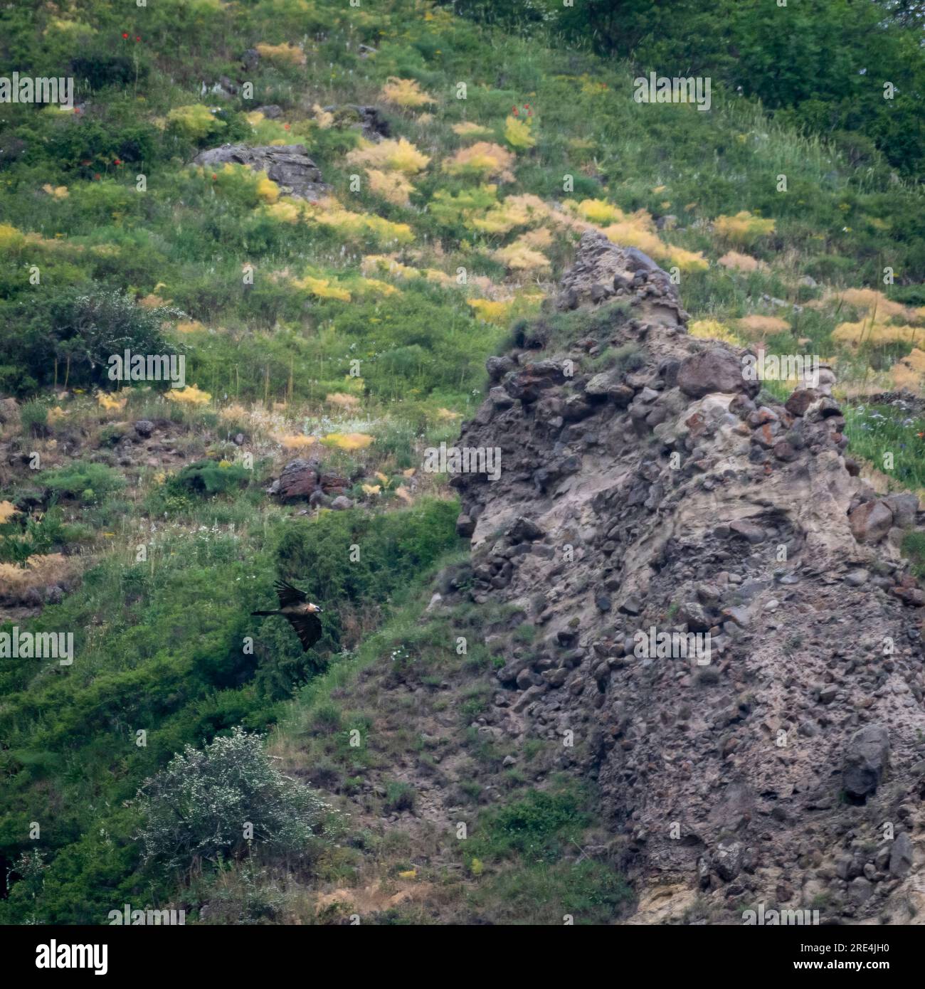 a single adult Bearded vulture bird flying in the distance, open wild ...
