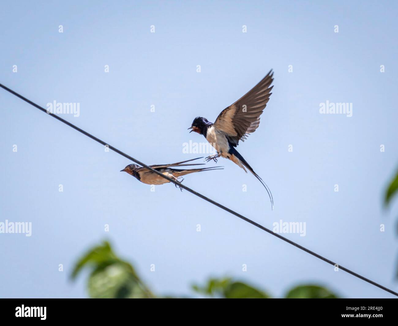 Isolated image close up image of the barn swallow birds in action with ...