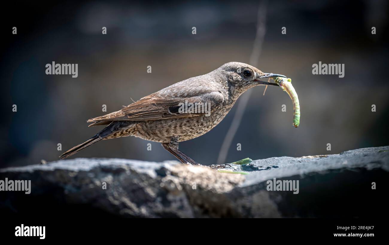 Bird eating insect hi-res stock photography and images - Alamy