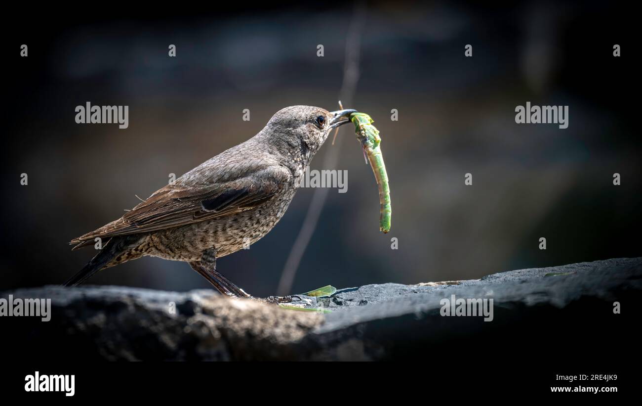 Isolated portrait of a single female Blue rock thrush bird eating an ...