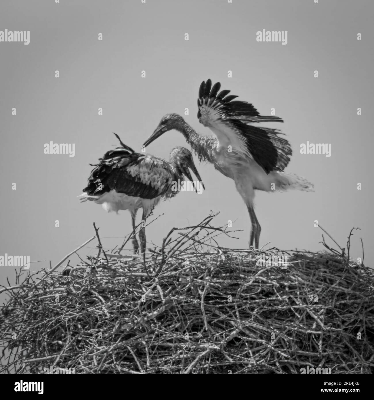 Storks village hi-res stock photography and images - Alamy