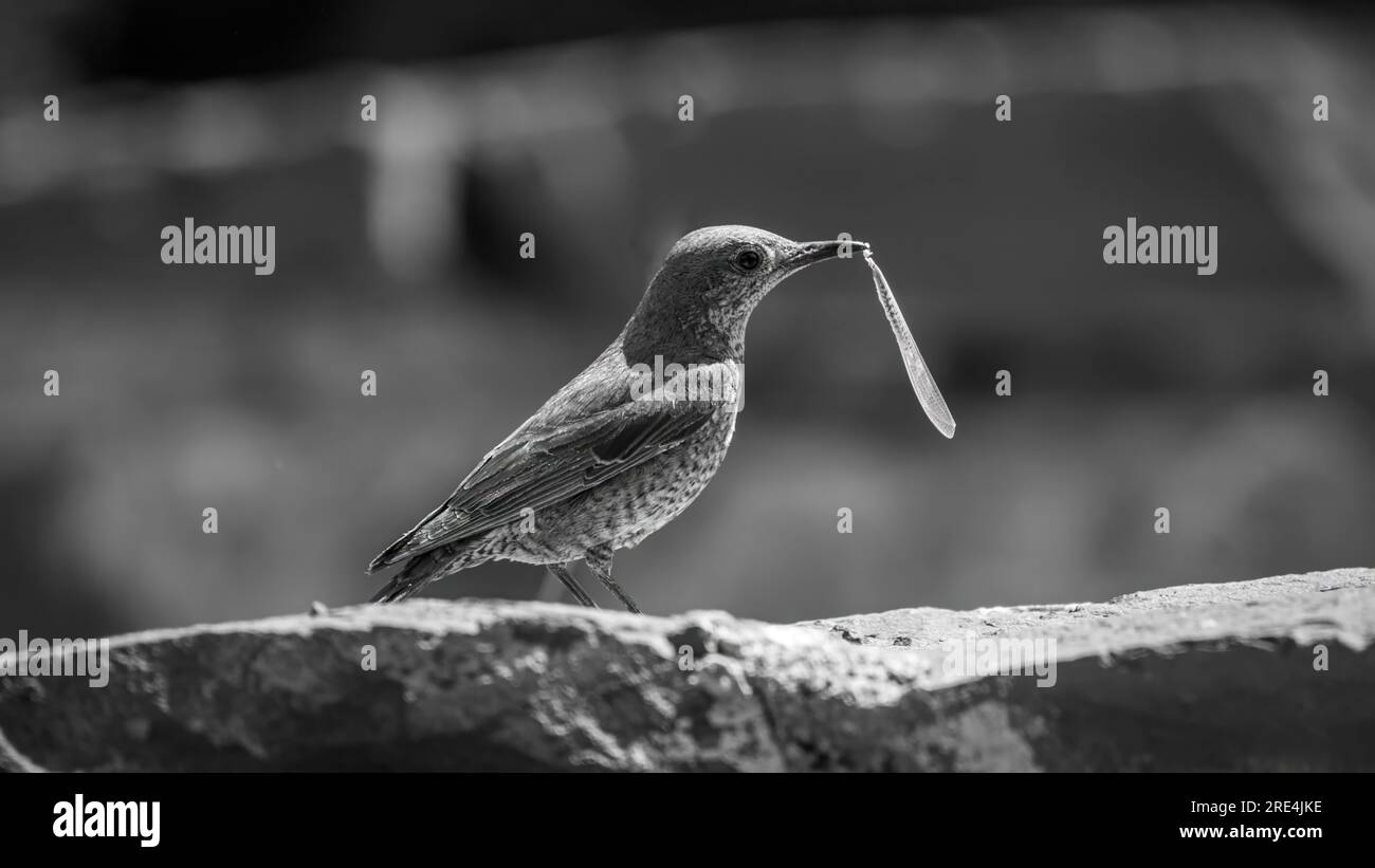 Blue rock thrush hi-res stock photography and images - Alamy