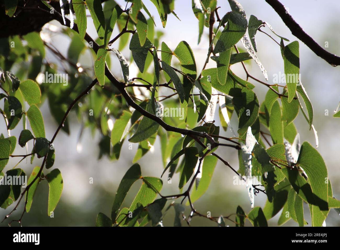 Namibian mopane tree Stock Photo - Alamy