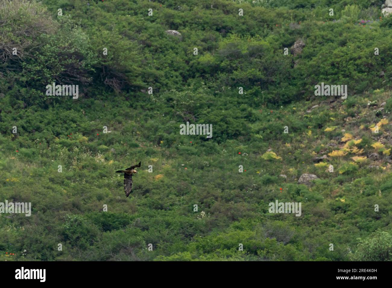 a single adult Bearded vulture bird flying in the distance, open wild ...