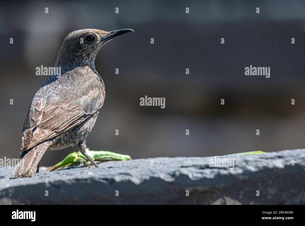 Isolated portrait of a single female Blue rock thrush bird eating an ...