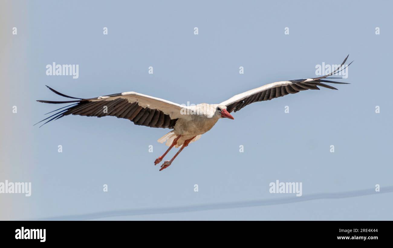Isolated close up portrait of a single mature stork in flight before ...
