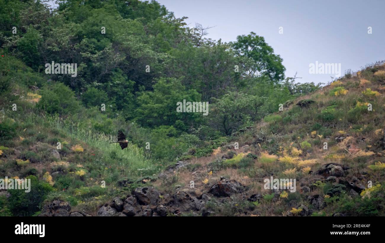 a single adult Bearded vulture bird flying in the distance, open wild ...
