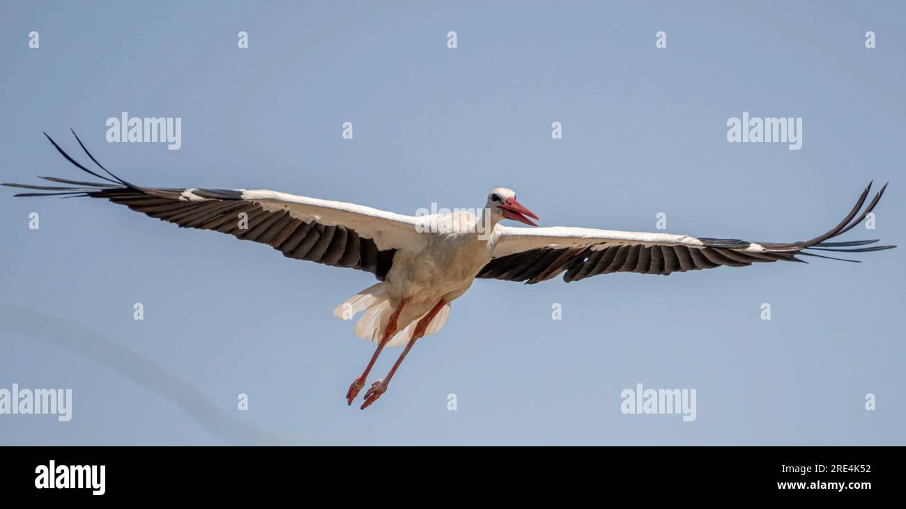 Isolated close up portrait of a single mature stork in flight before ...