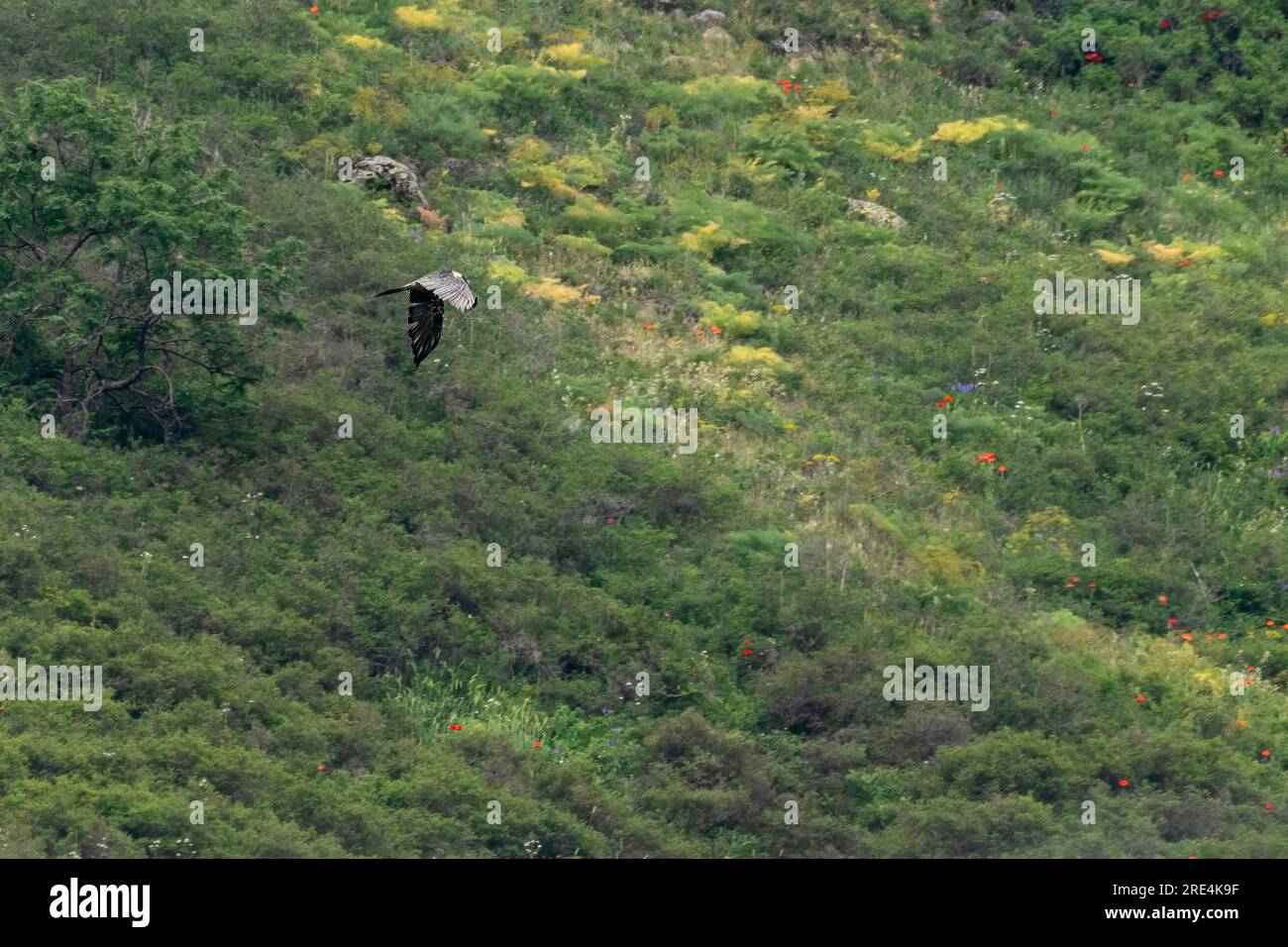Vulture in its environment hi-res stock photography and images - Alamy