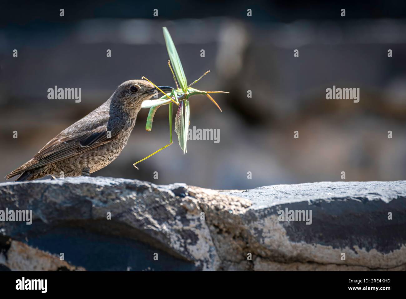 Isolated portrait of a single female Blue rock thrush bird eating an ...
