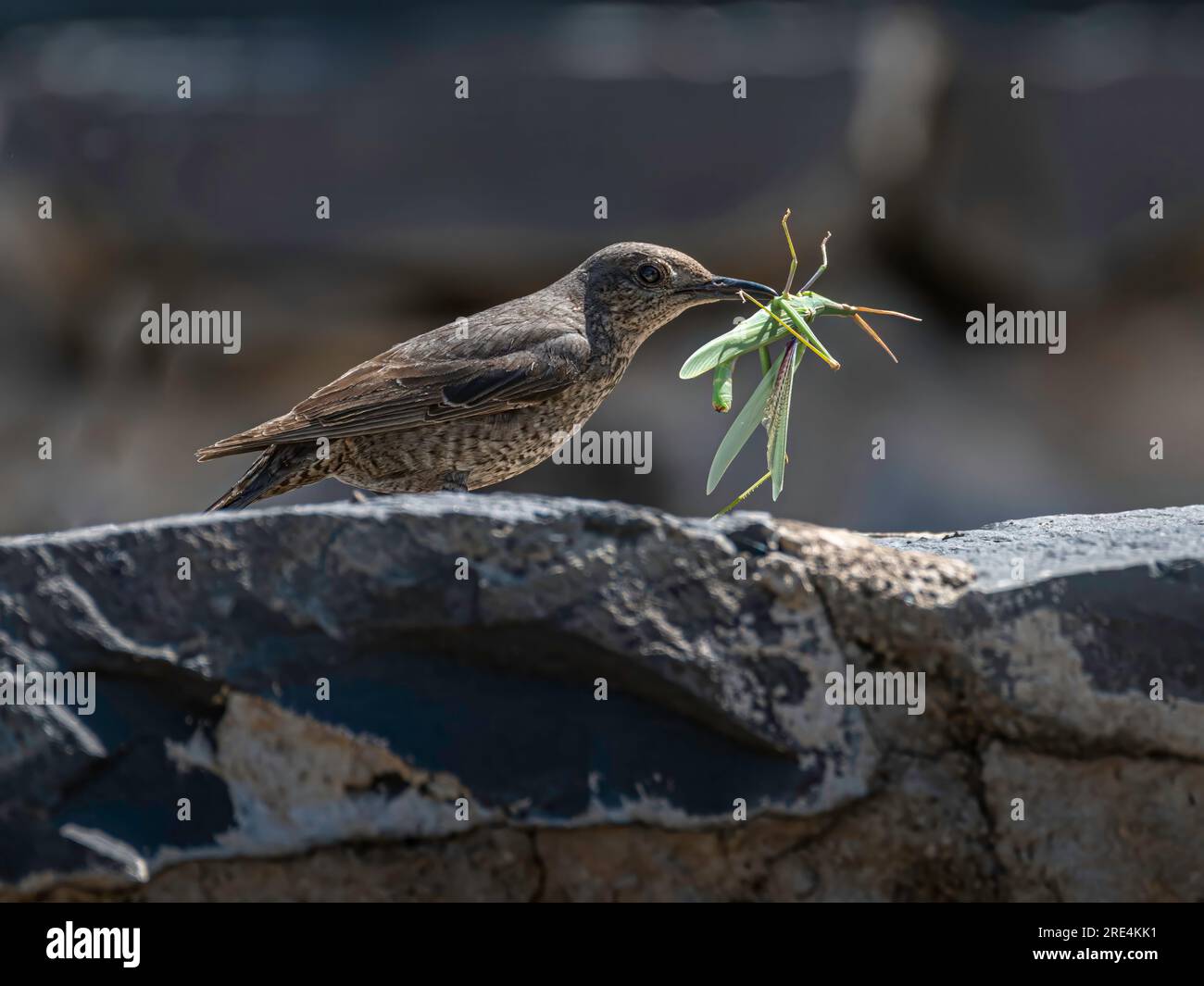 Isolated portrait of a single female Blue rock thrush bird eating an ...