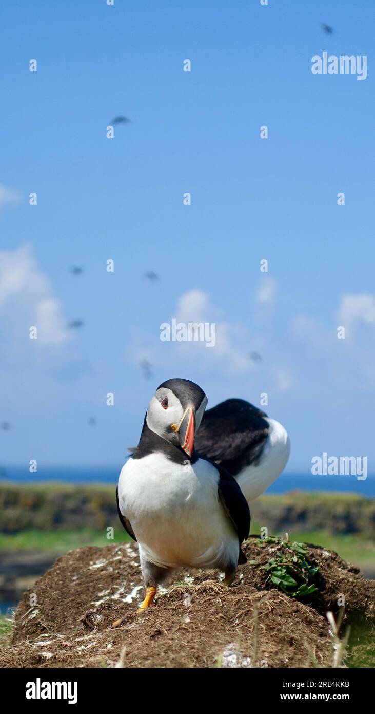 Puffins in Scotland on the Isle of Lunga Stock Photo - Alamy