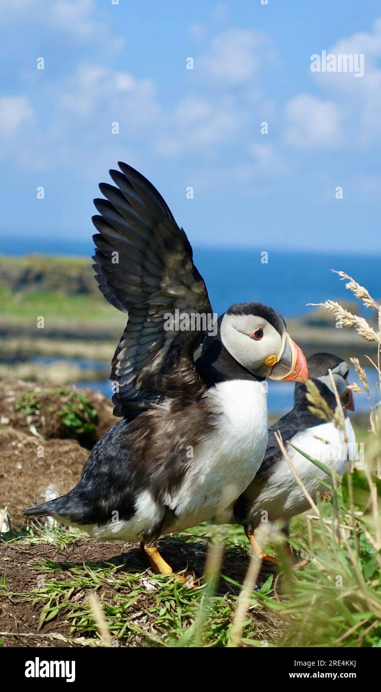Puffins in Scotland on the Isle of Lunga Stock Photo - Alamy