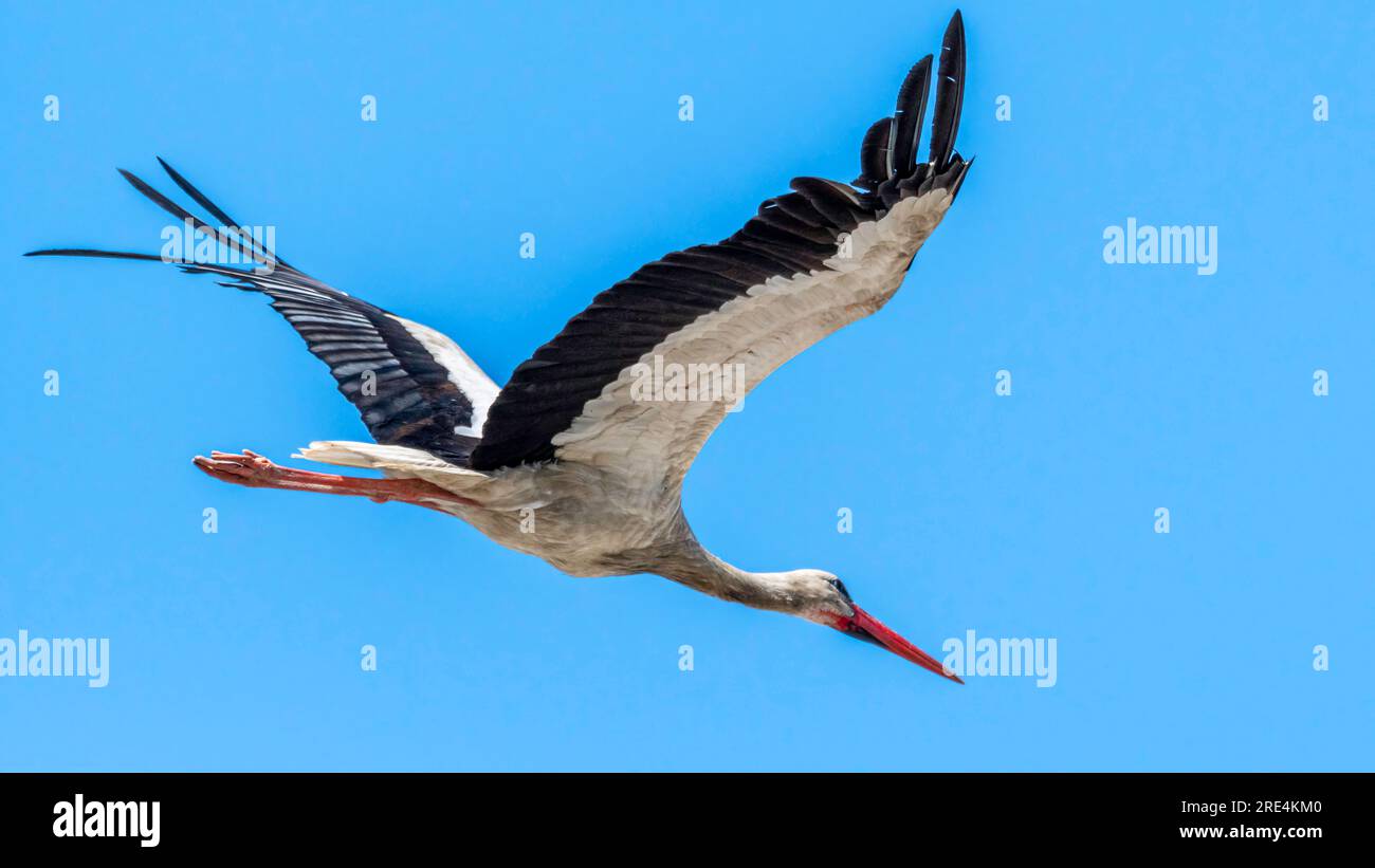 Stork flying silhouette hi-res stock photography and images - Alamy