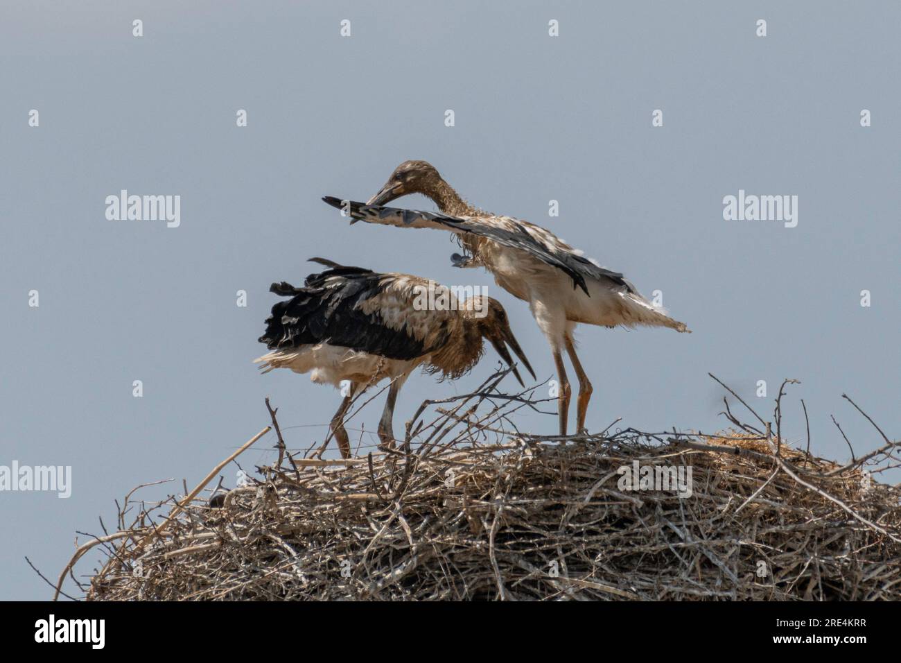 Isolated close up of nesting stork birds in the stork village- Armenia ...