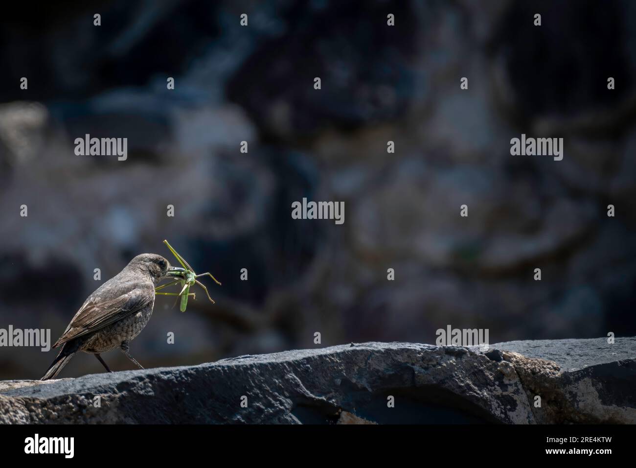Isolated portrait of a single female Blue rock thrush bird eating an ...