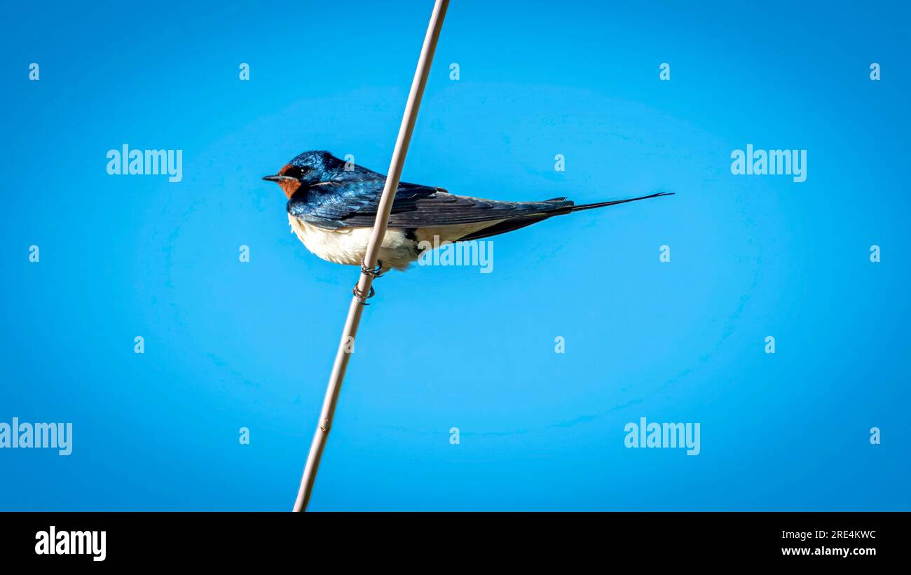 Isolated image close up image of the barn swallow birds in action with ...