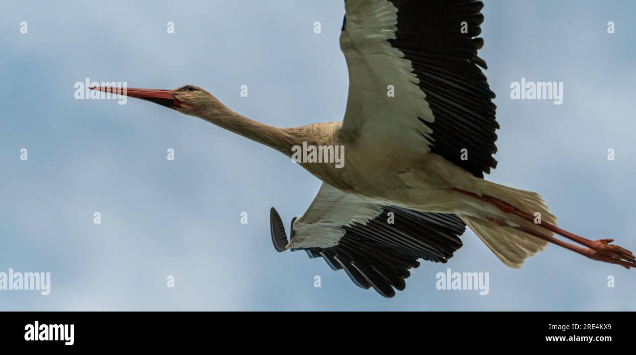 Stork flying silhouette hi-res stock photography and images - Alamy