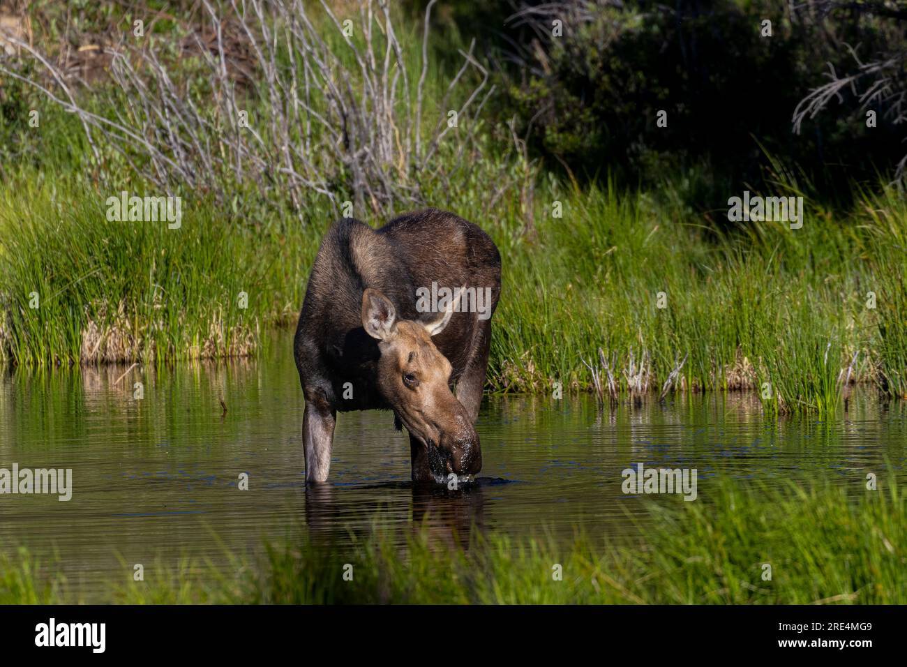 Moose water hi-res stock photography and images - Alamy
