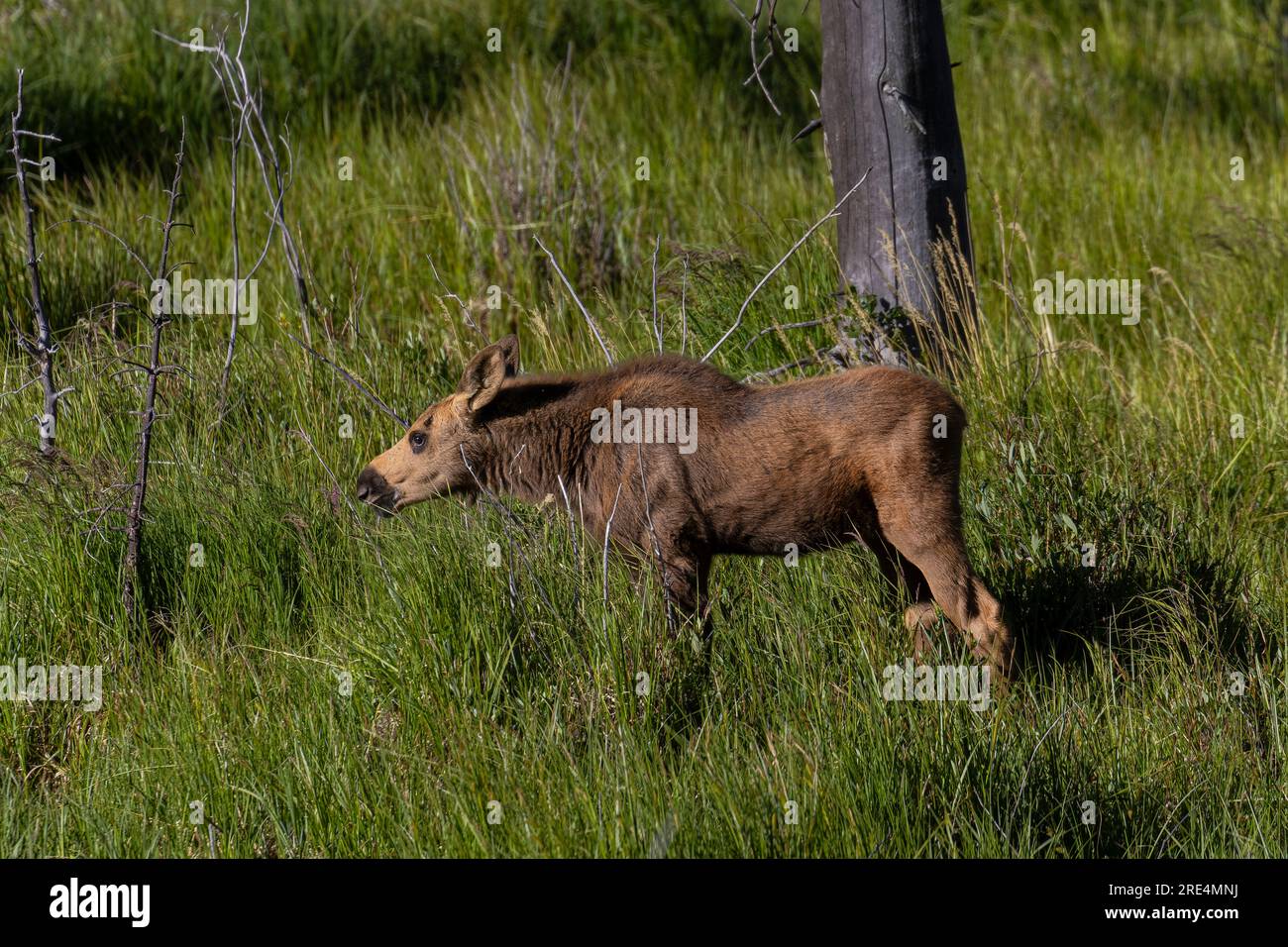 Moose, cow with calf hi-res stock photography and images - Alamy