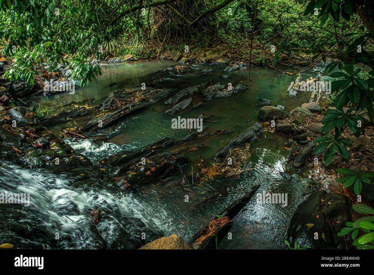 Deep forest landscape hi-res stock photography and images - Alamy