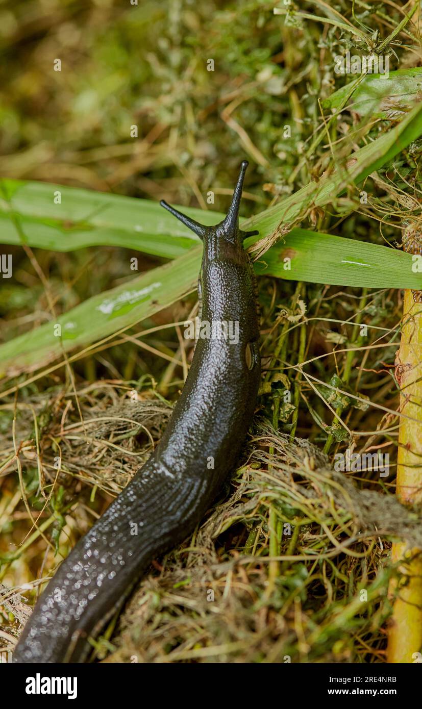 Close up shot of a slug crawling over the weed and grass outside in the ...