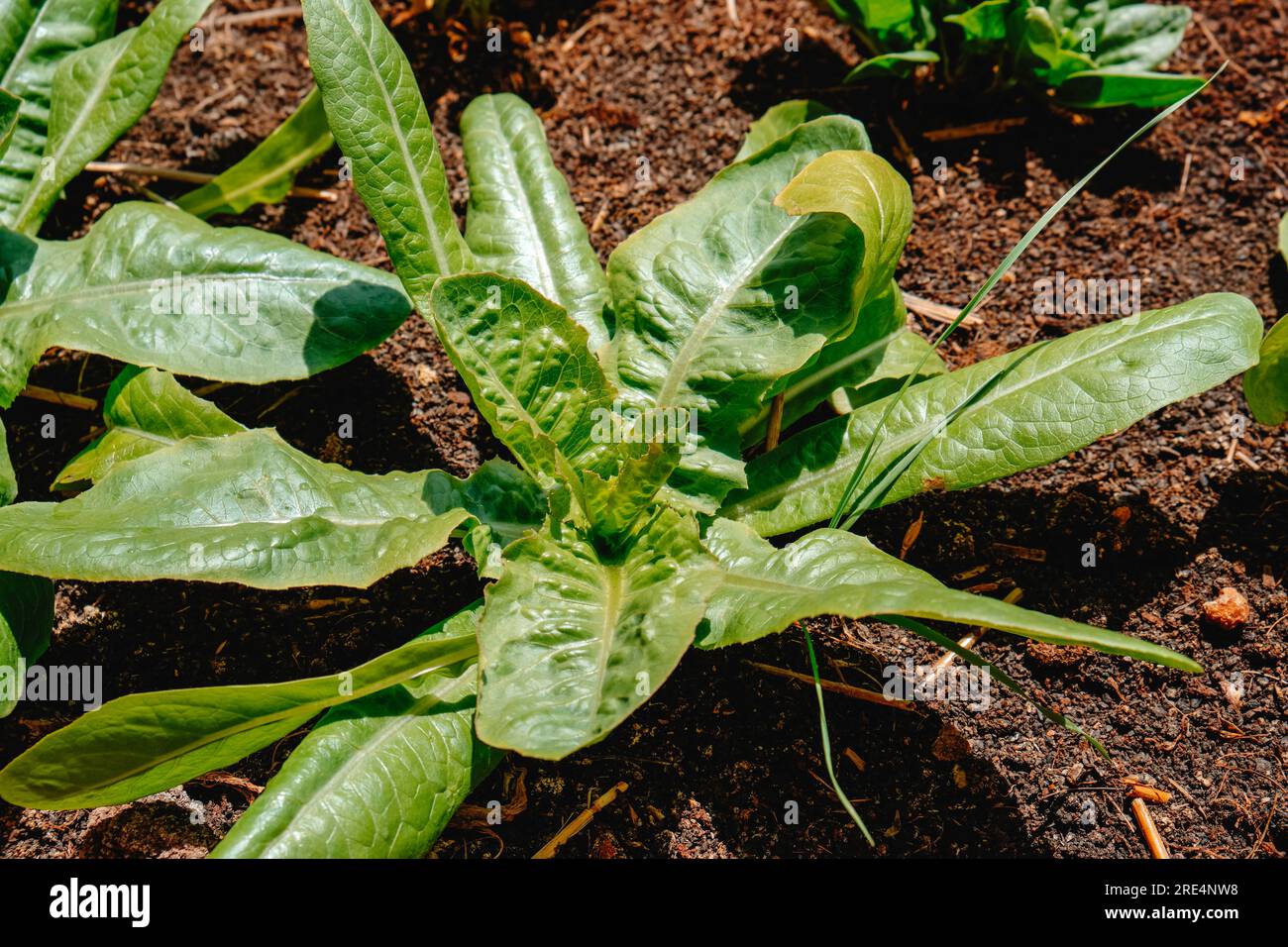 closeup of some small lettuce plants growing on the ground of a ...