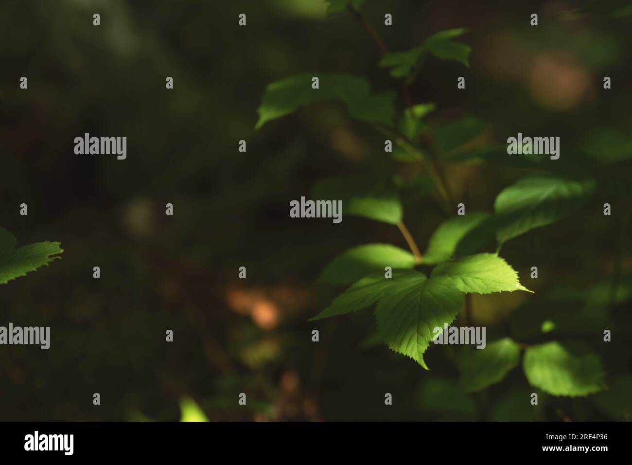 Natural backgrounds bark and woodland patterns for design backgrounds ...