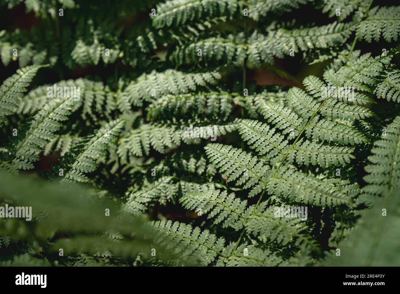 Natural backgrounds outdoors patterns fern plant life and rocks water ...