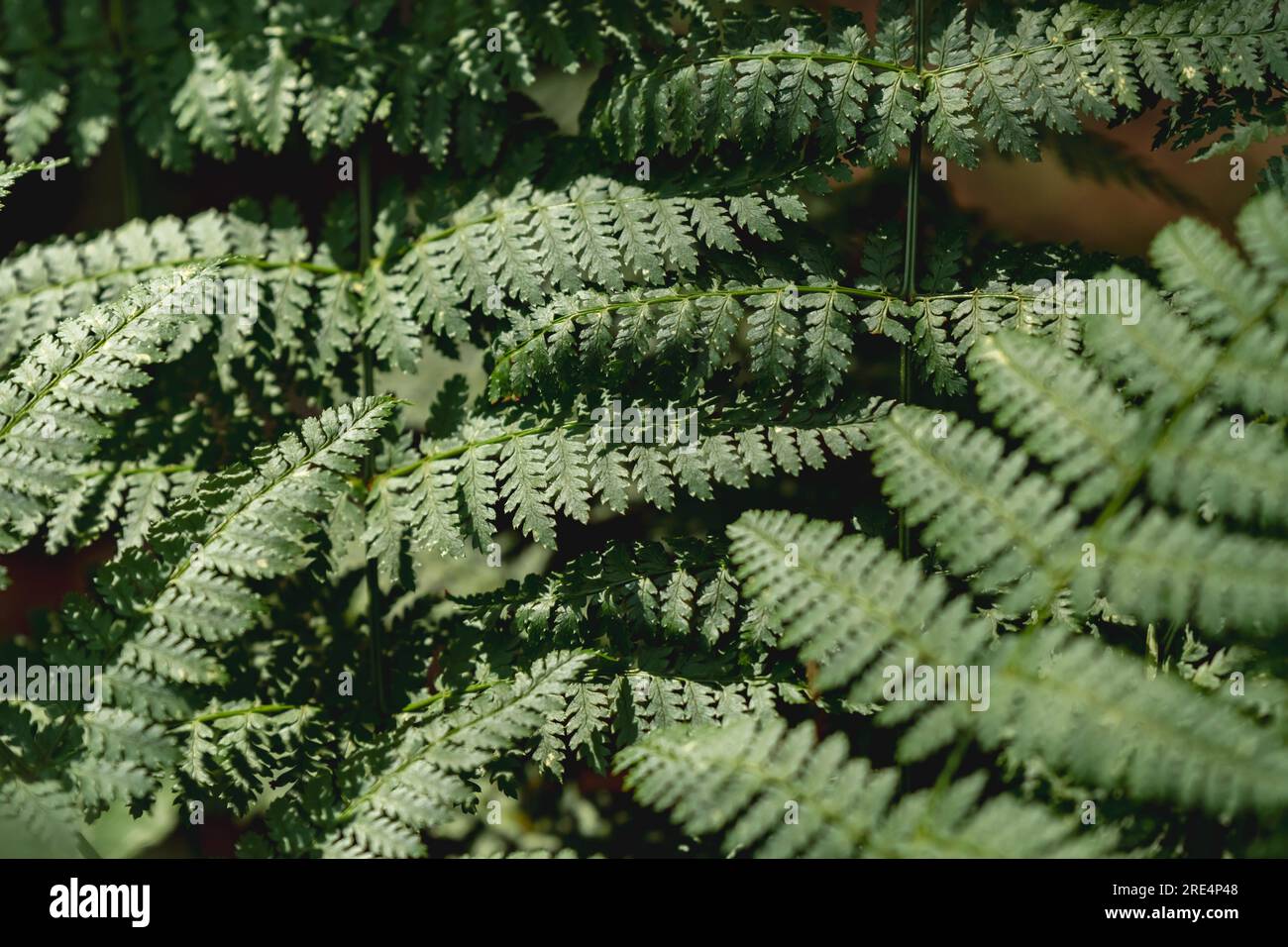 Natural backgrounds outdoors patterns fern plant life and rocks water ...