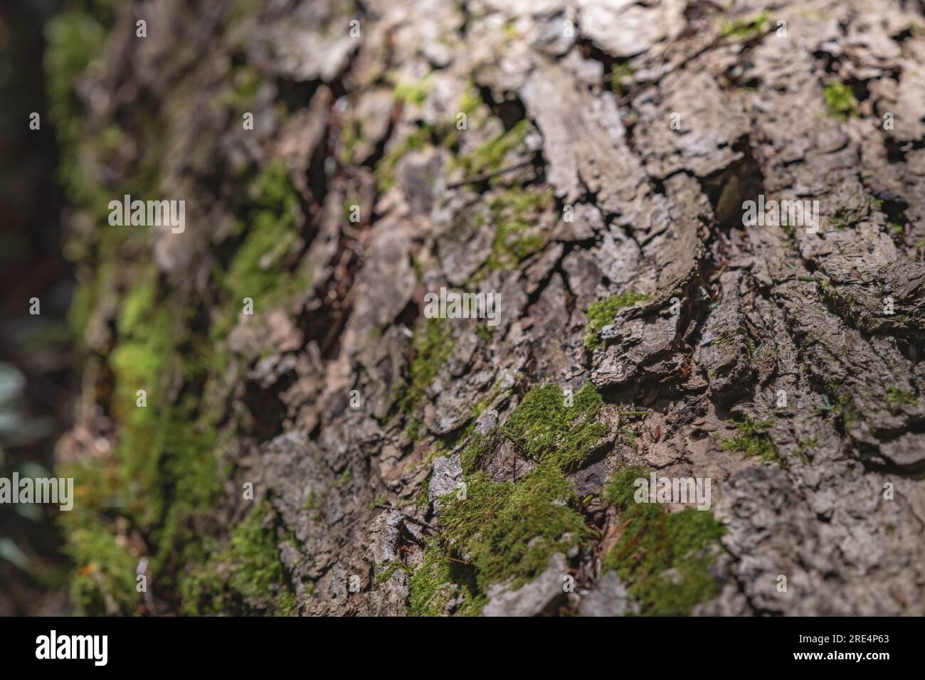 Natural backgrounds bark and woodland patterns for design backgrounds ...