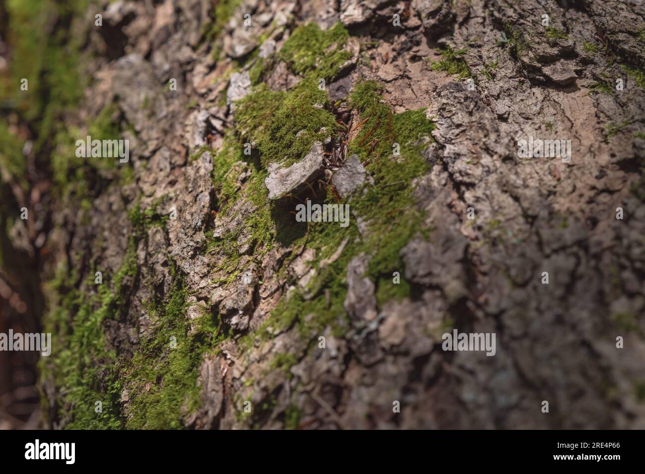 Natural backgrounds bark and woodland patterns for design backgrounds ...
