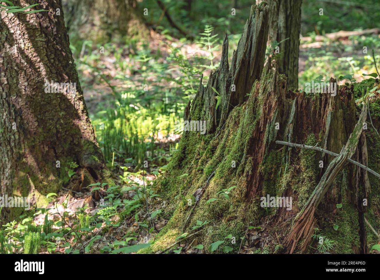 Natural backgrounds bark and woodland patterns for design backgrounds ...