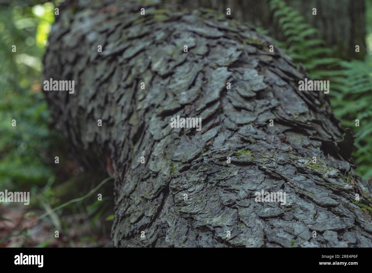 Natural backgrounds bark and woodland patterns for design backgrounds ...