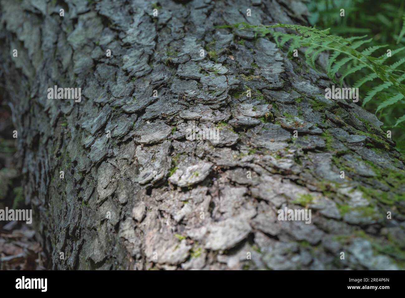 Natural backgrounds bark and woodland patterns for design backgrounds ...