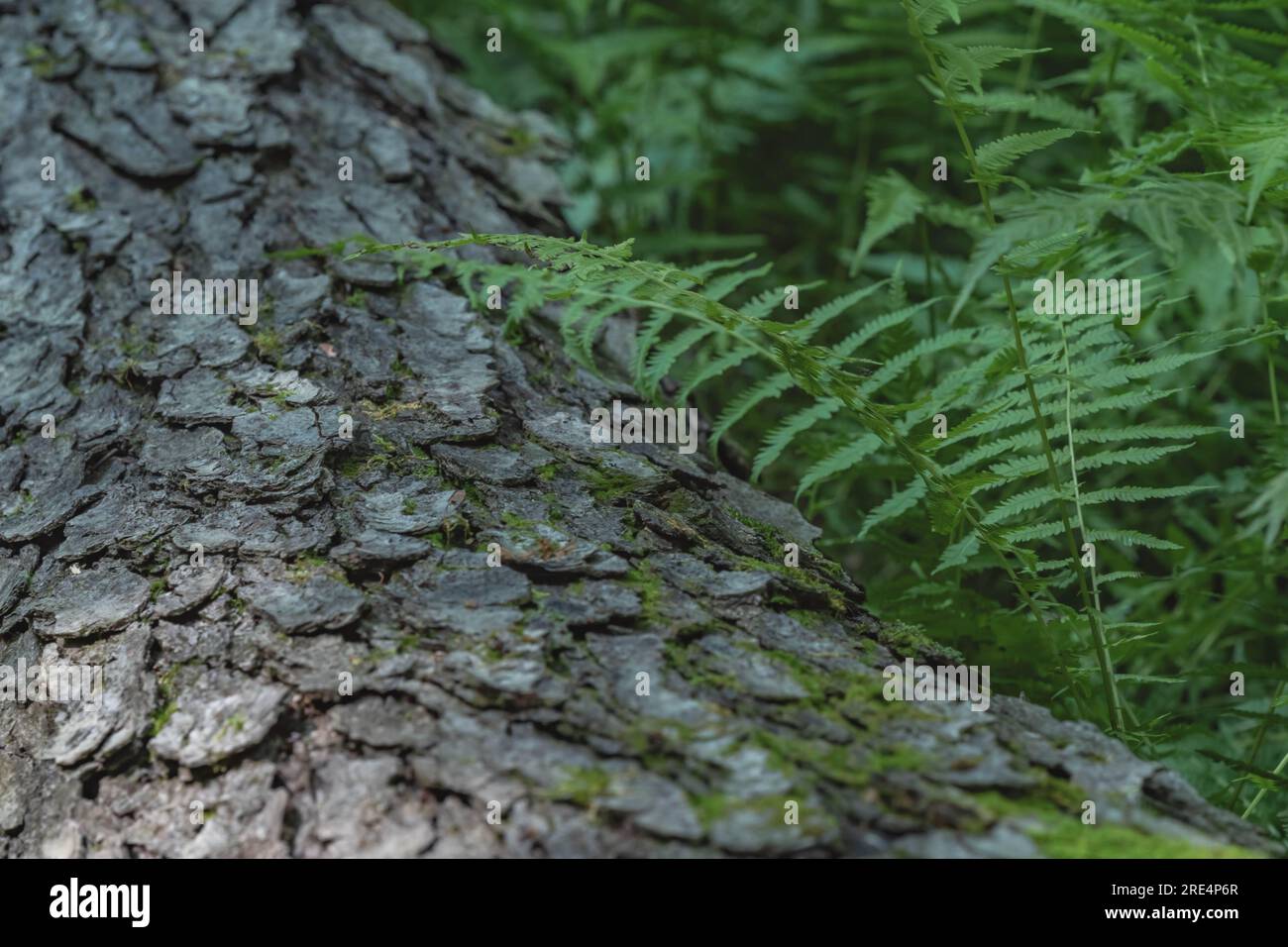 Natural backgrounds bark and woodland patterns for design backgrounds ...