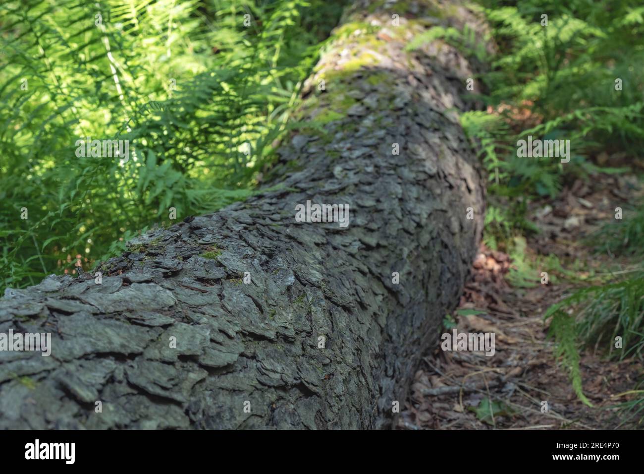 Natural backgrounds bark and woodland patterns for design backgrounds ...